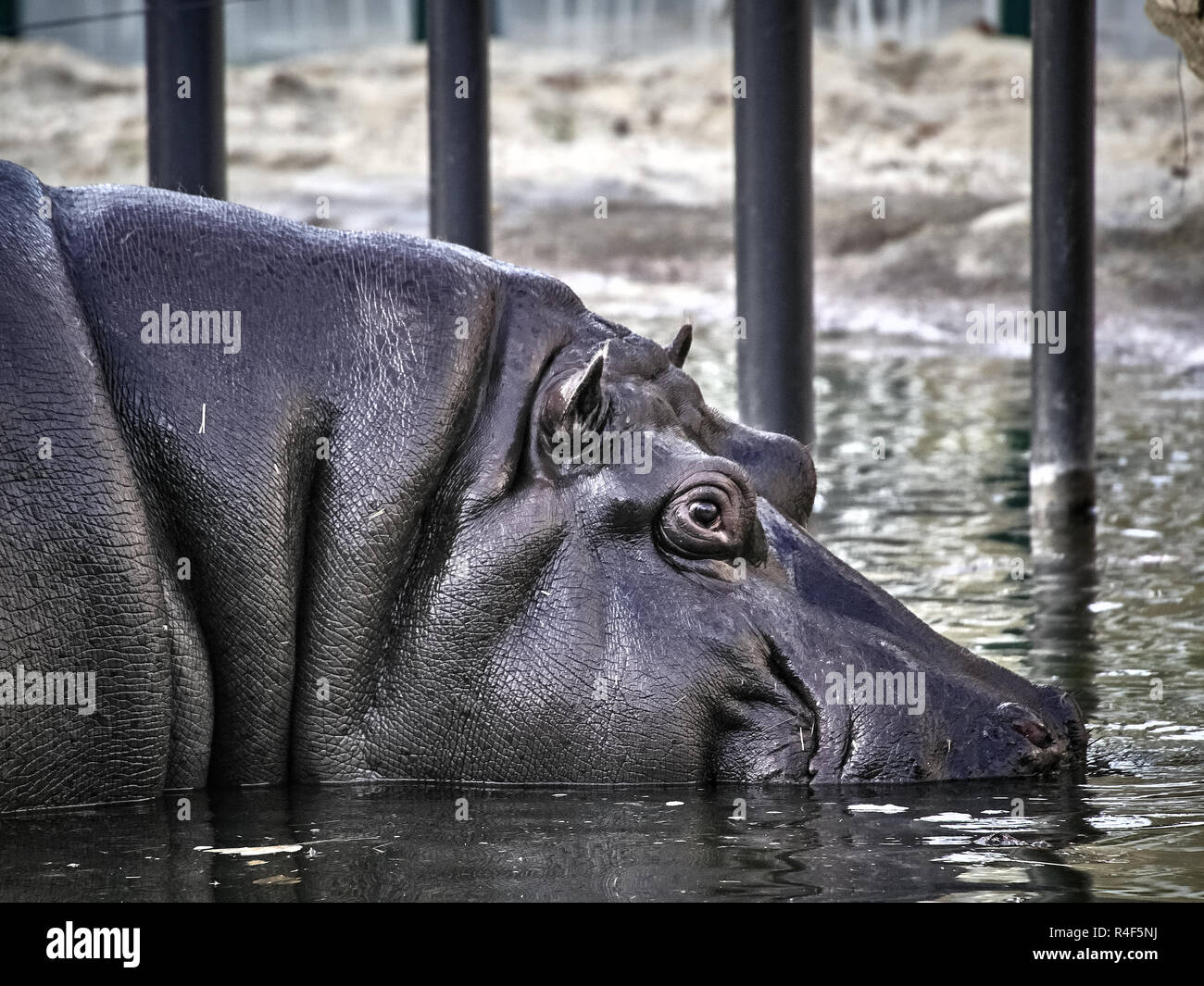 Close up shot of an hippopotamus underwater Stock Photo - Alamy