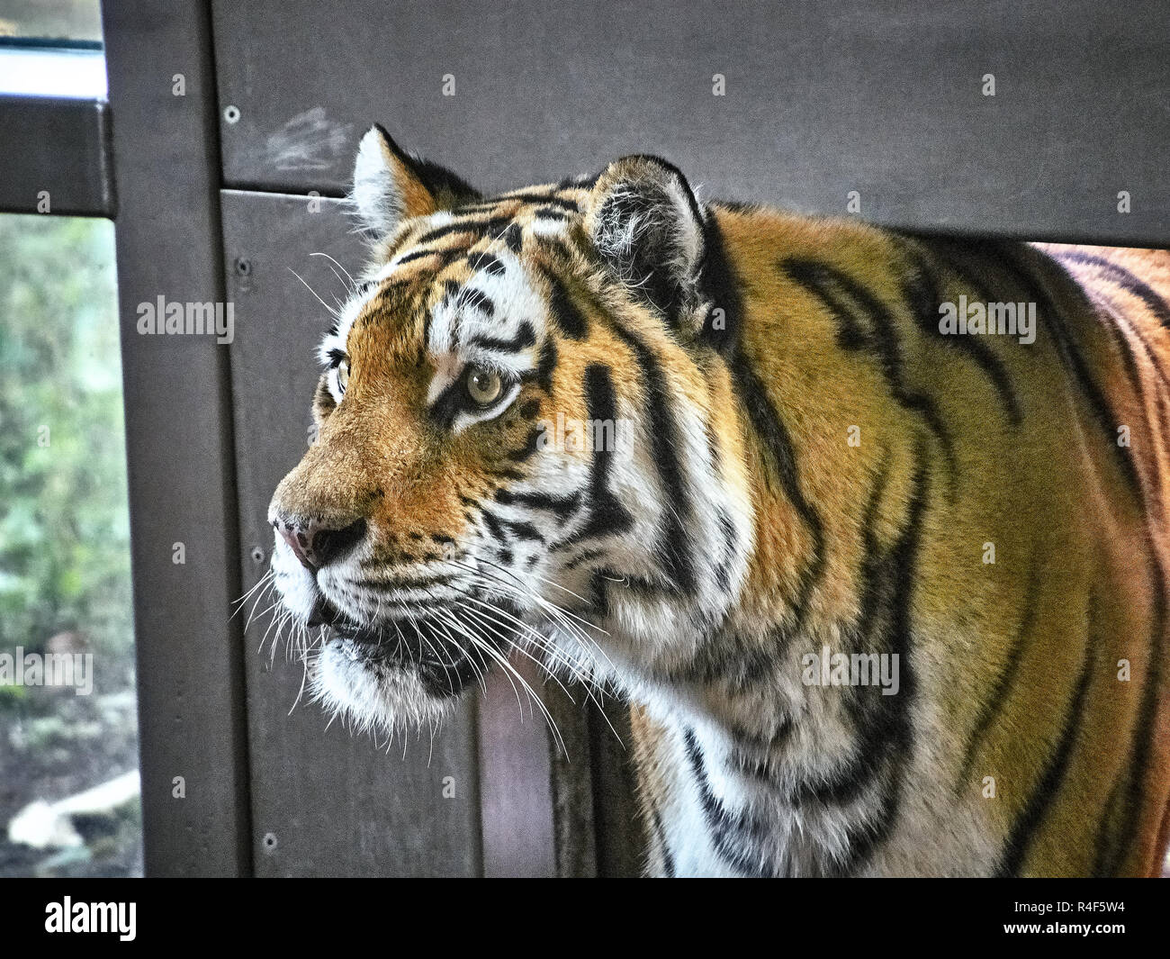 Bengal Tiger Group High Resolution Stock Photography and Images - Alamy