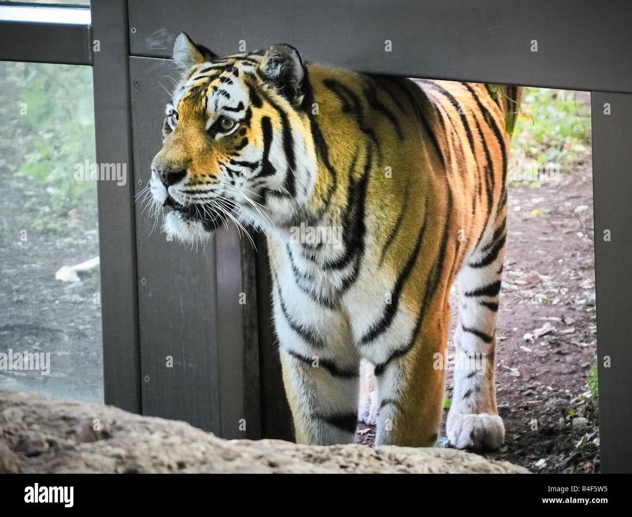 Tiger close-up of face Stock Photo - Alamy