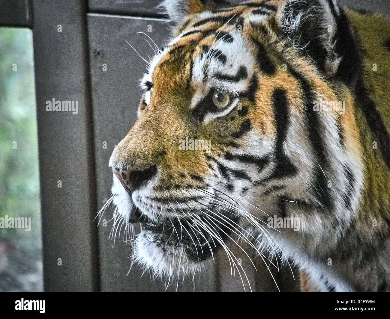 Close up view of a tiger Stock Photo - Alamy