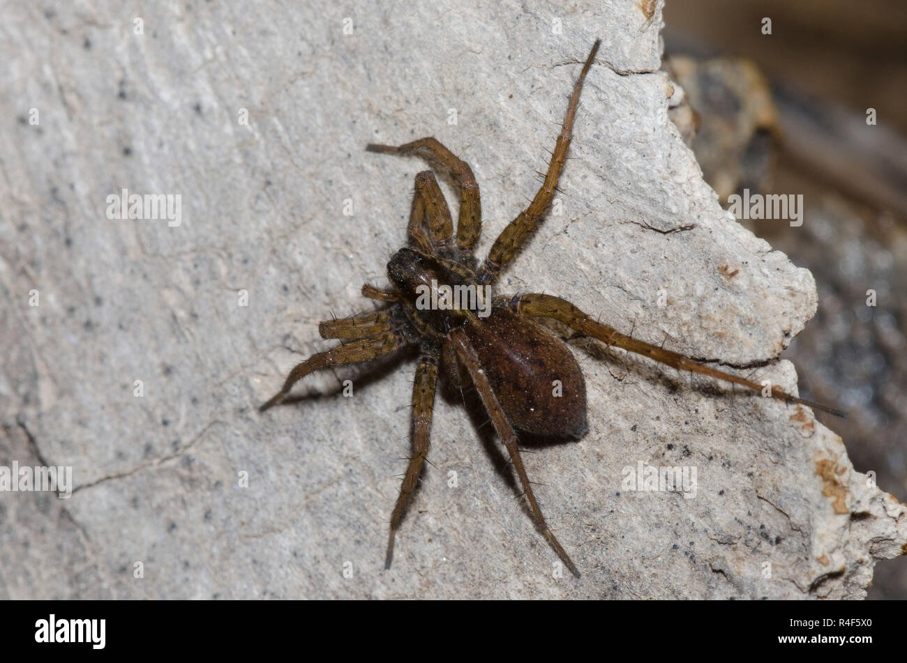 Thinlegged Wolf Spider, Pardosa sp Stock Photo - Alamy