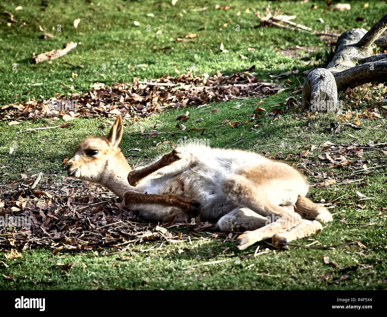 White south african caravan hi-res stock photography and images - Alamy
