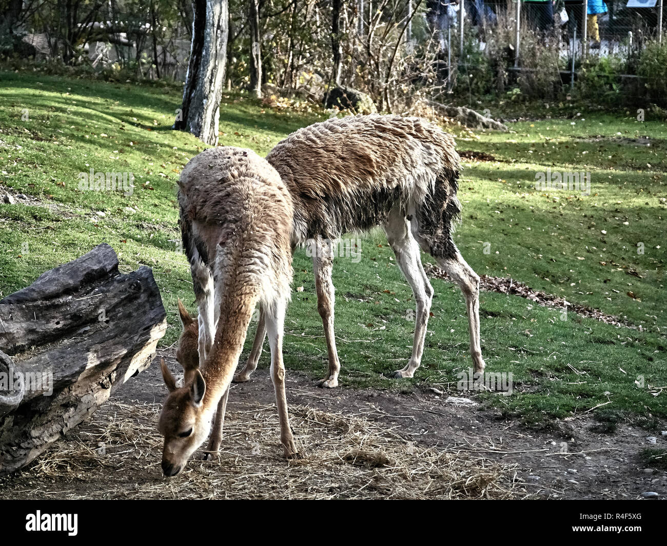 Baby lama hi-res stock photography and images - Alamy