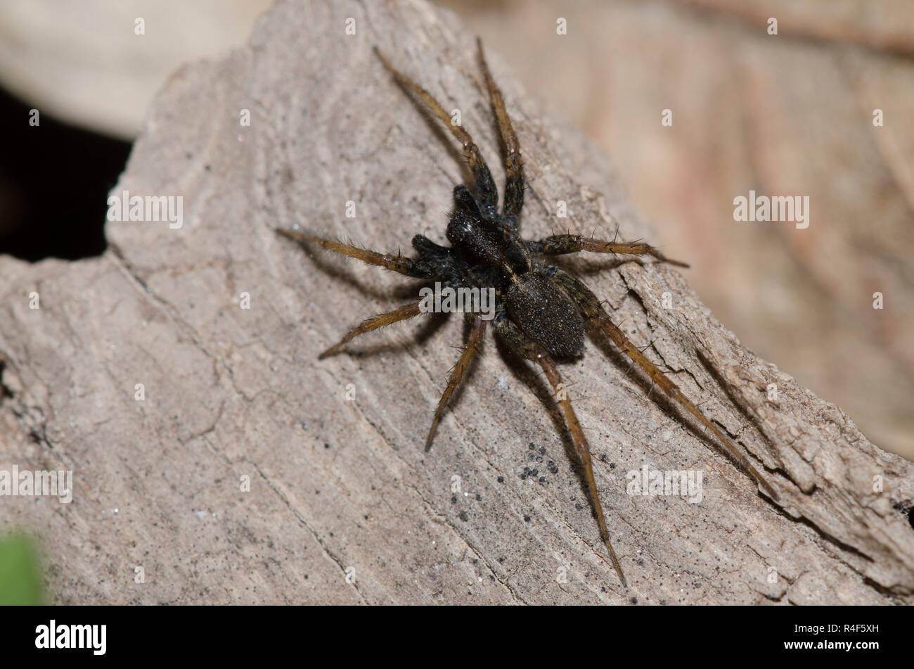Thinlegged Wolf Spider, Pardosa sp Stock Photo - Alamy