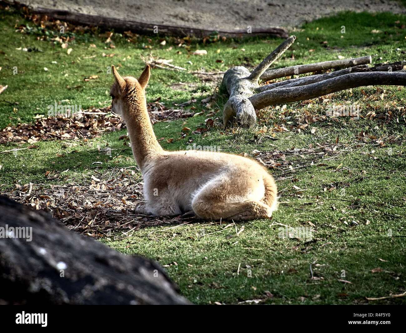 Llama peru caravan hi-res stock photography and images - Alamy