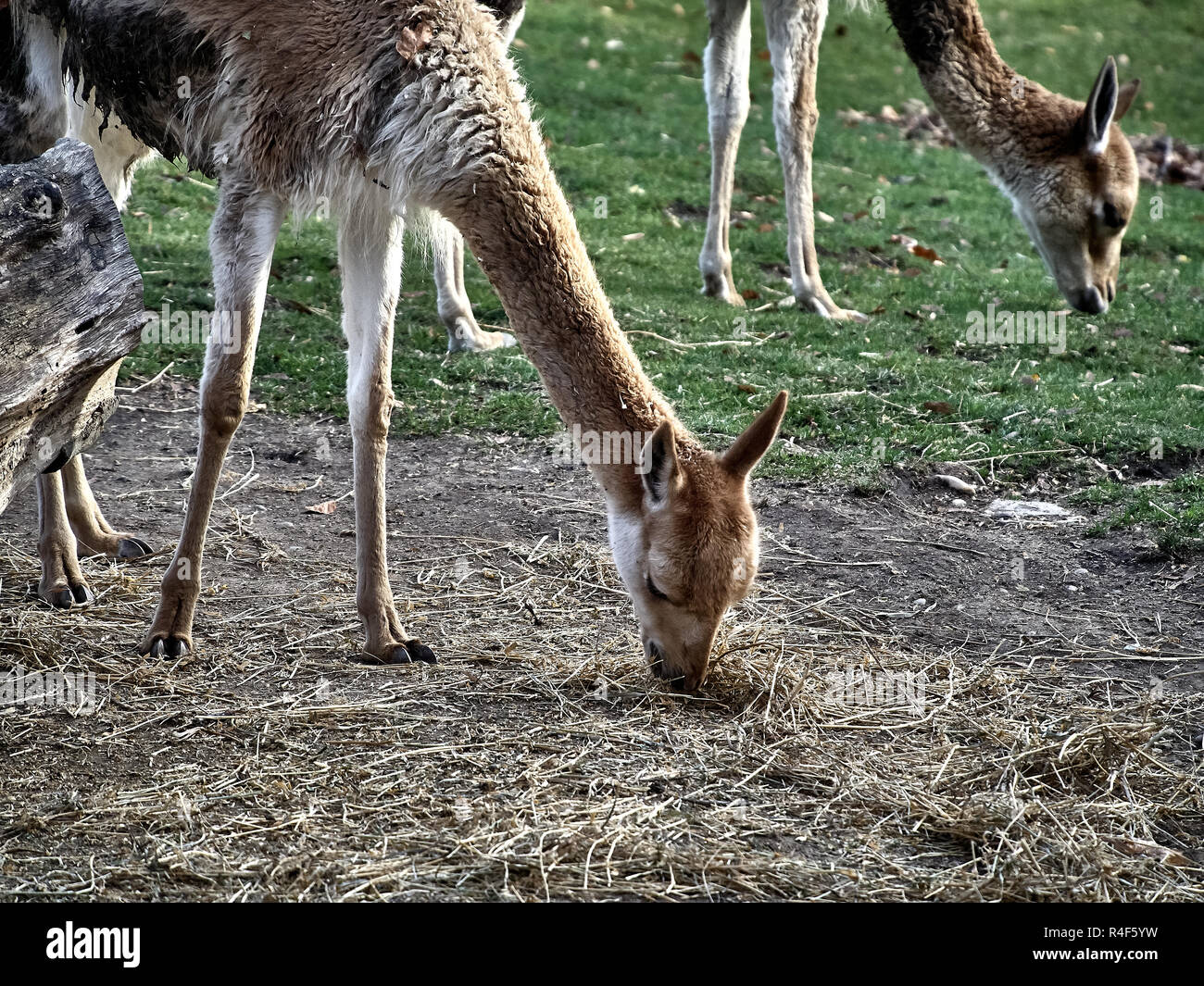 Kenya ecuador hi-res stock photography and images - Alamy