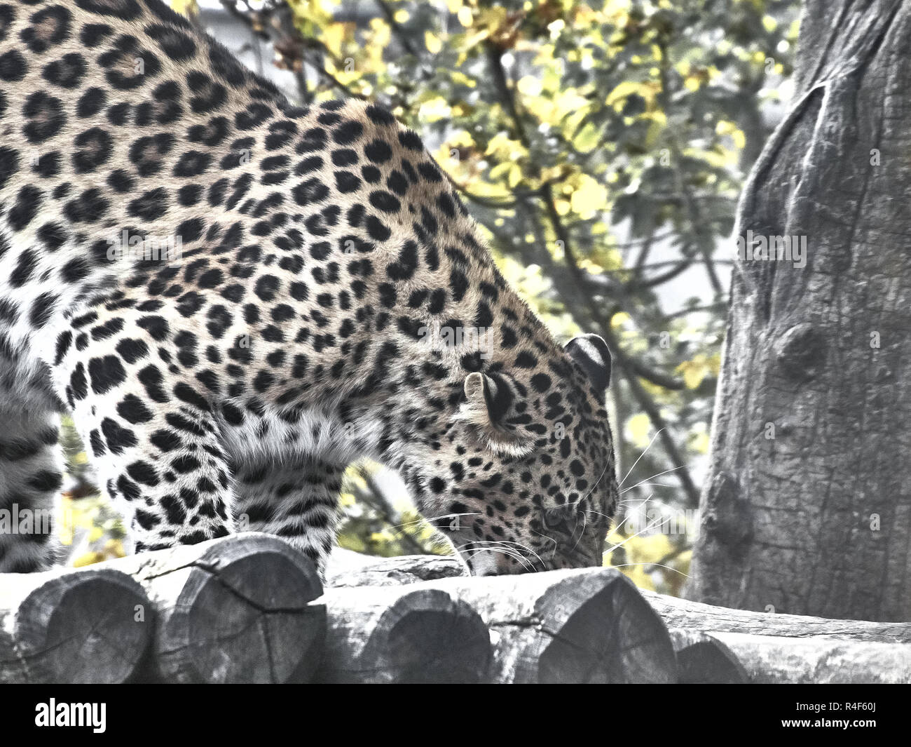 Jaguar peru amazon rainforest hi-res stock photography and images - Alamy
