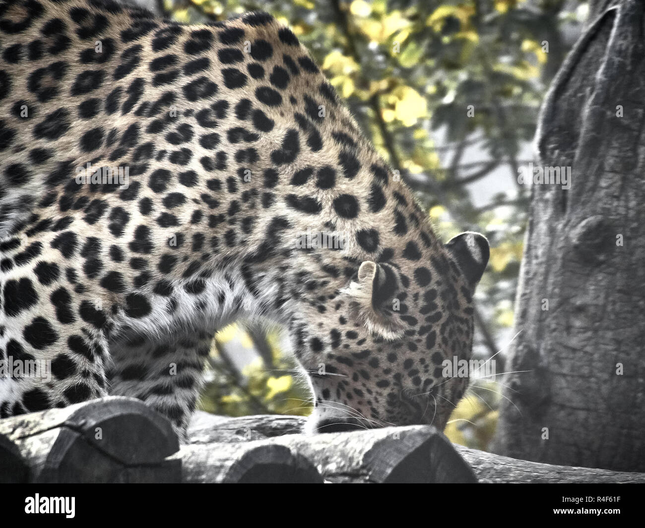 Jaguar amazon rainforest hi-res stock photography and images - Alamy