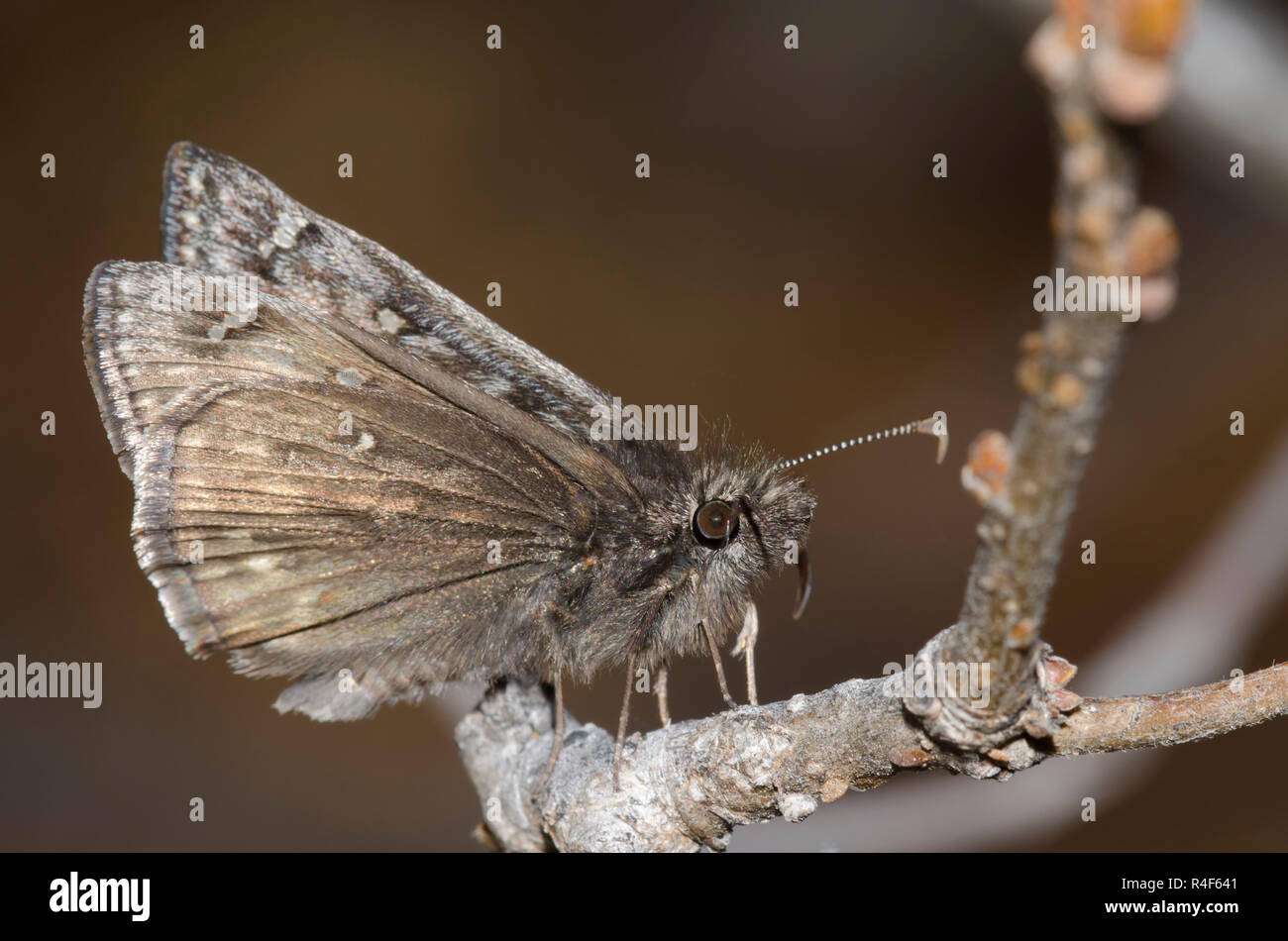 Rocky Mountain Duskywing, Gesta telemachus, male Stock Photo - Alamy
