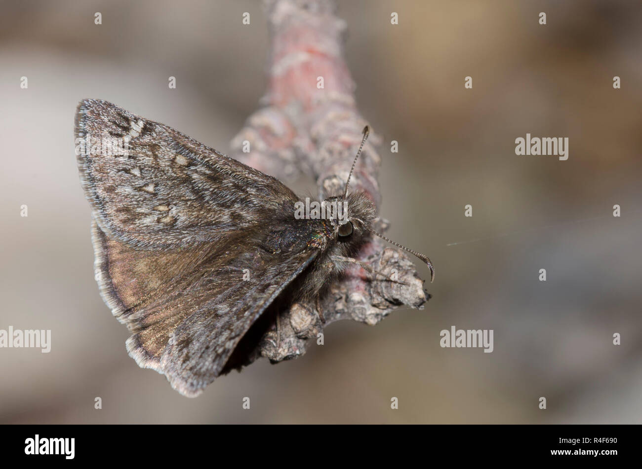 Rocky Mountain Duskywing, Gesta telemachus, male Stock Photo - Alamy
