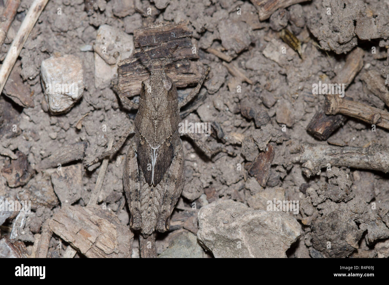 Band winged grasshopper hi-res stock photography and images - Alamy