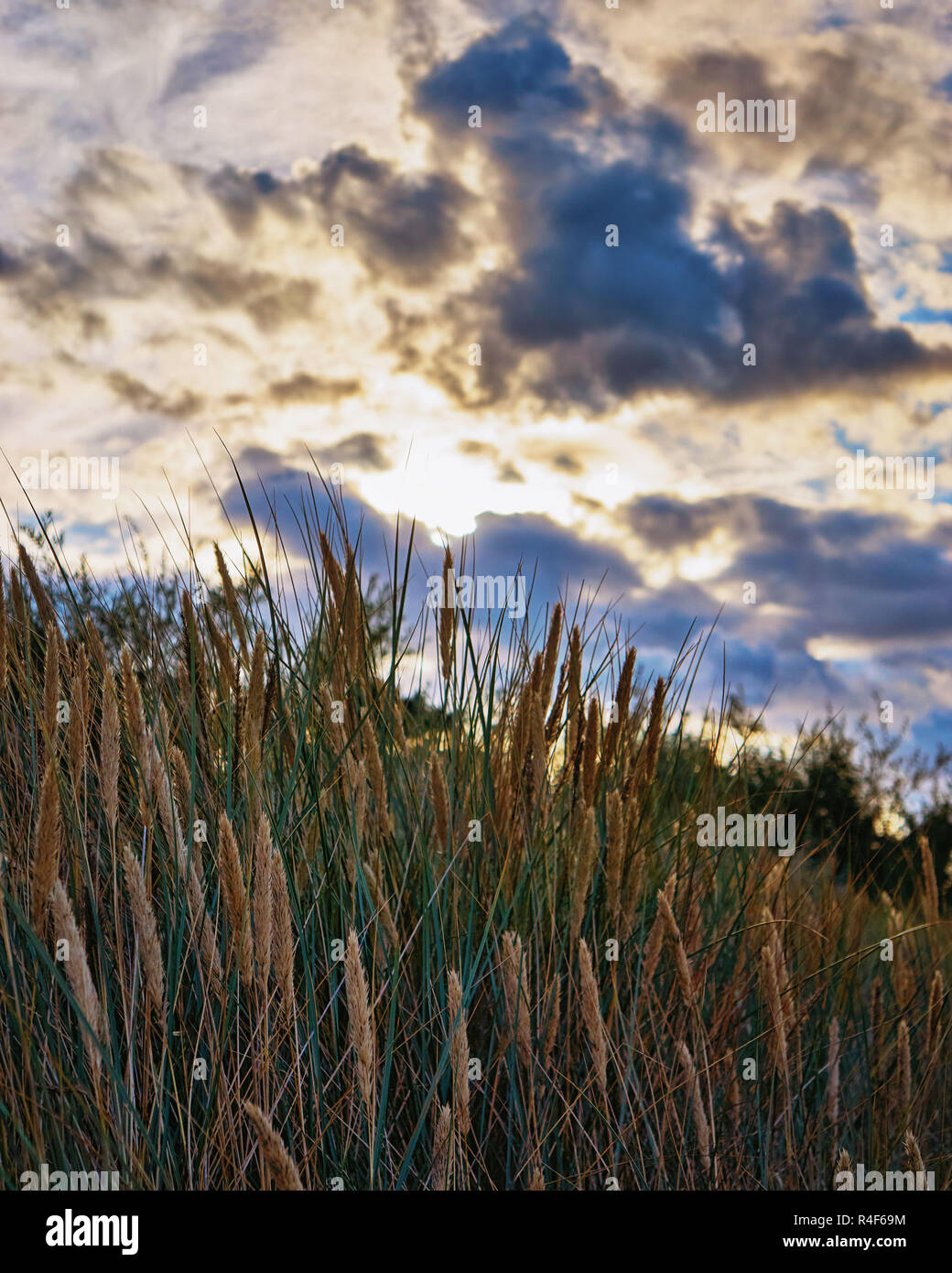 Close-up of beach grass under a dramatic sky with clouds and sunshine ...