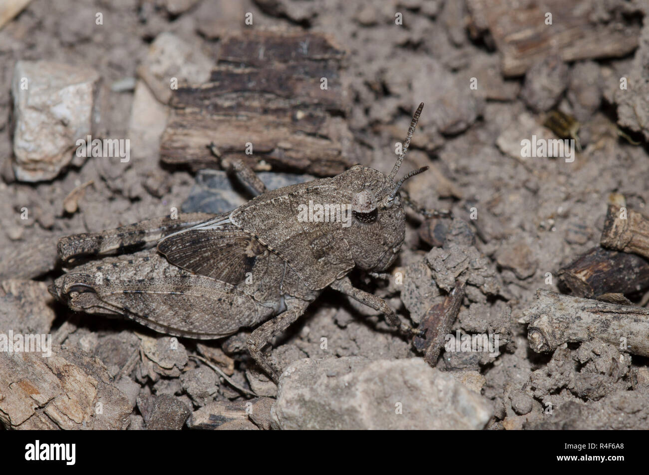 Band-winged Grasshopper, Arphia sp., nymph Stock Photo - Alamy