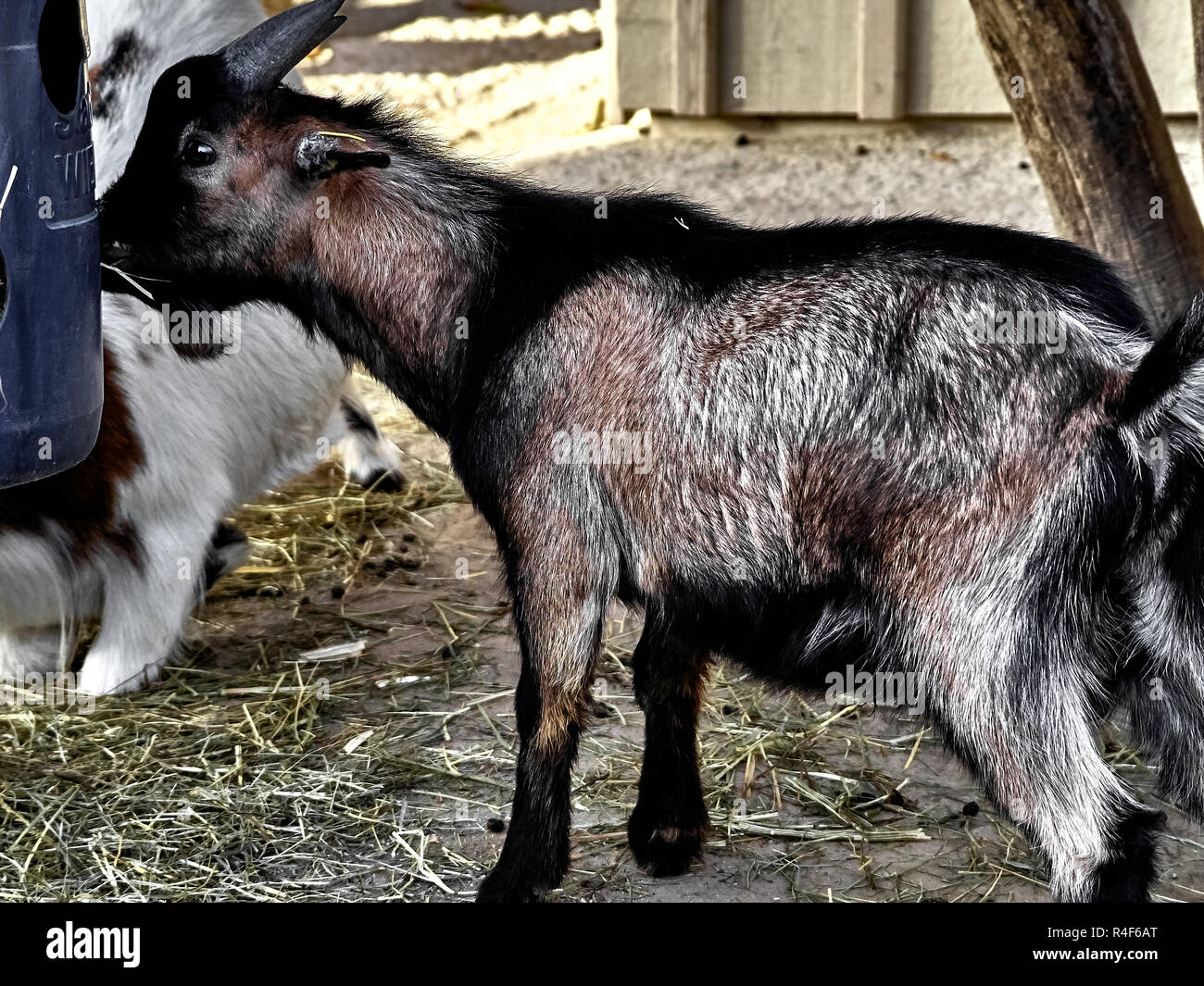 Shot of a baby goat while eating Stock Photo - Alamy