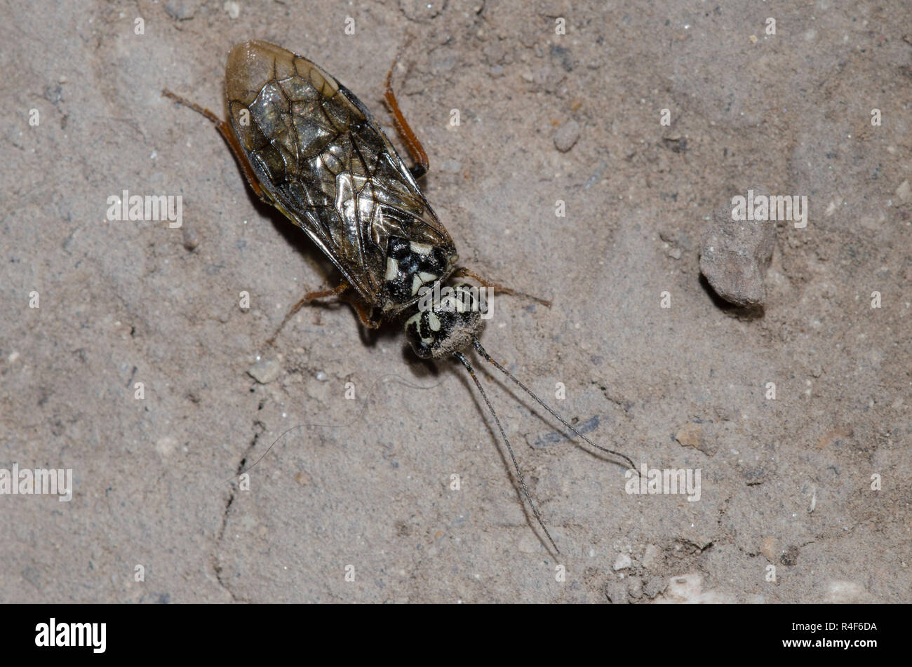 Sawfly, Family Pamphiliidae Stock Photo - Alamy