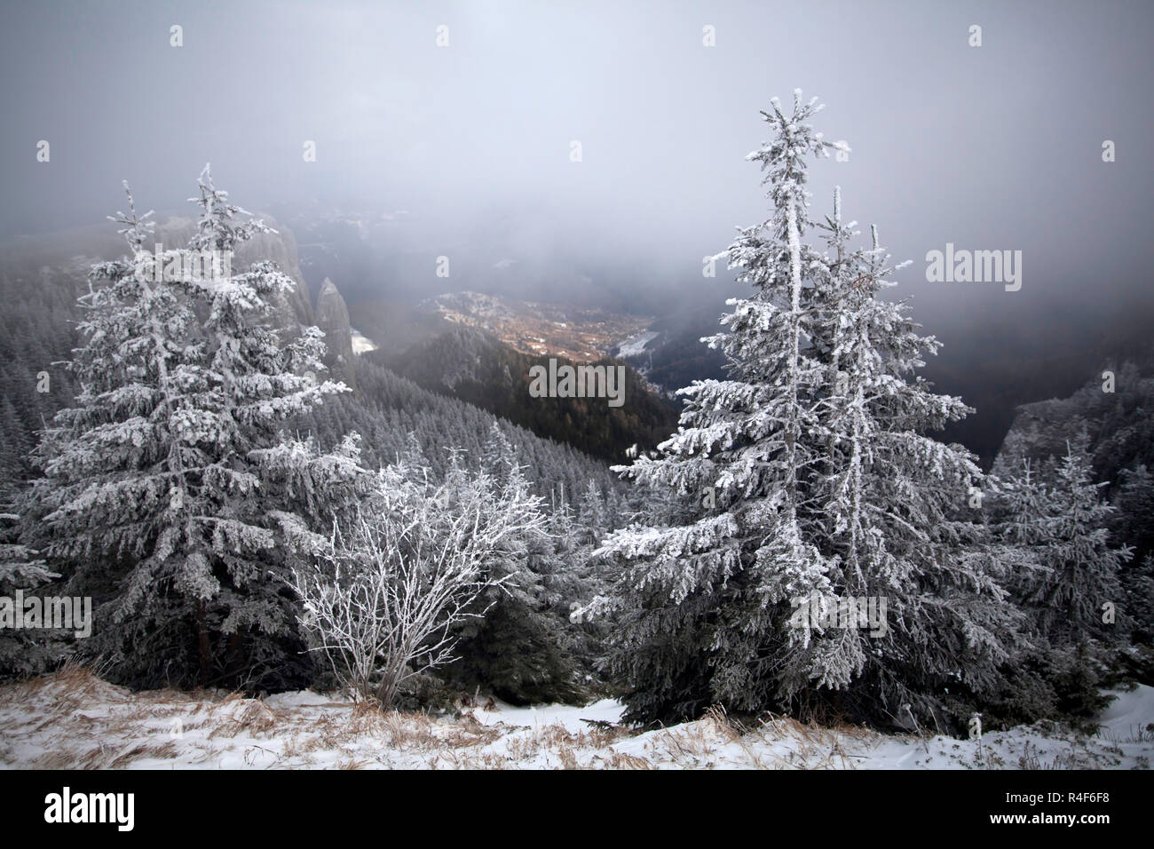 Christmas and New Year background with winter trees in mountains ...
