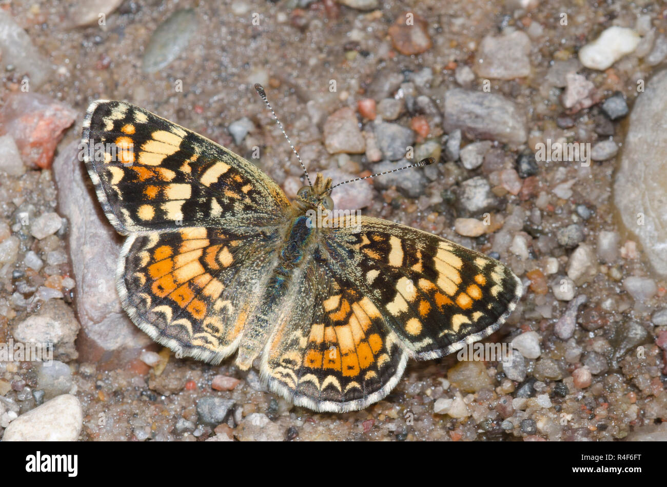 Field Crescent, Phyciodes pulchella, mud-puddling Stock Photo - Alamy