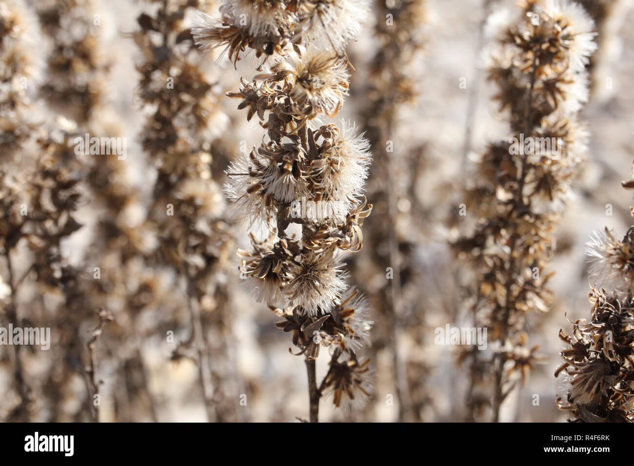Riverside plants hi-res stock photography and images - Alamy
