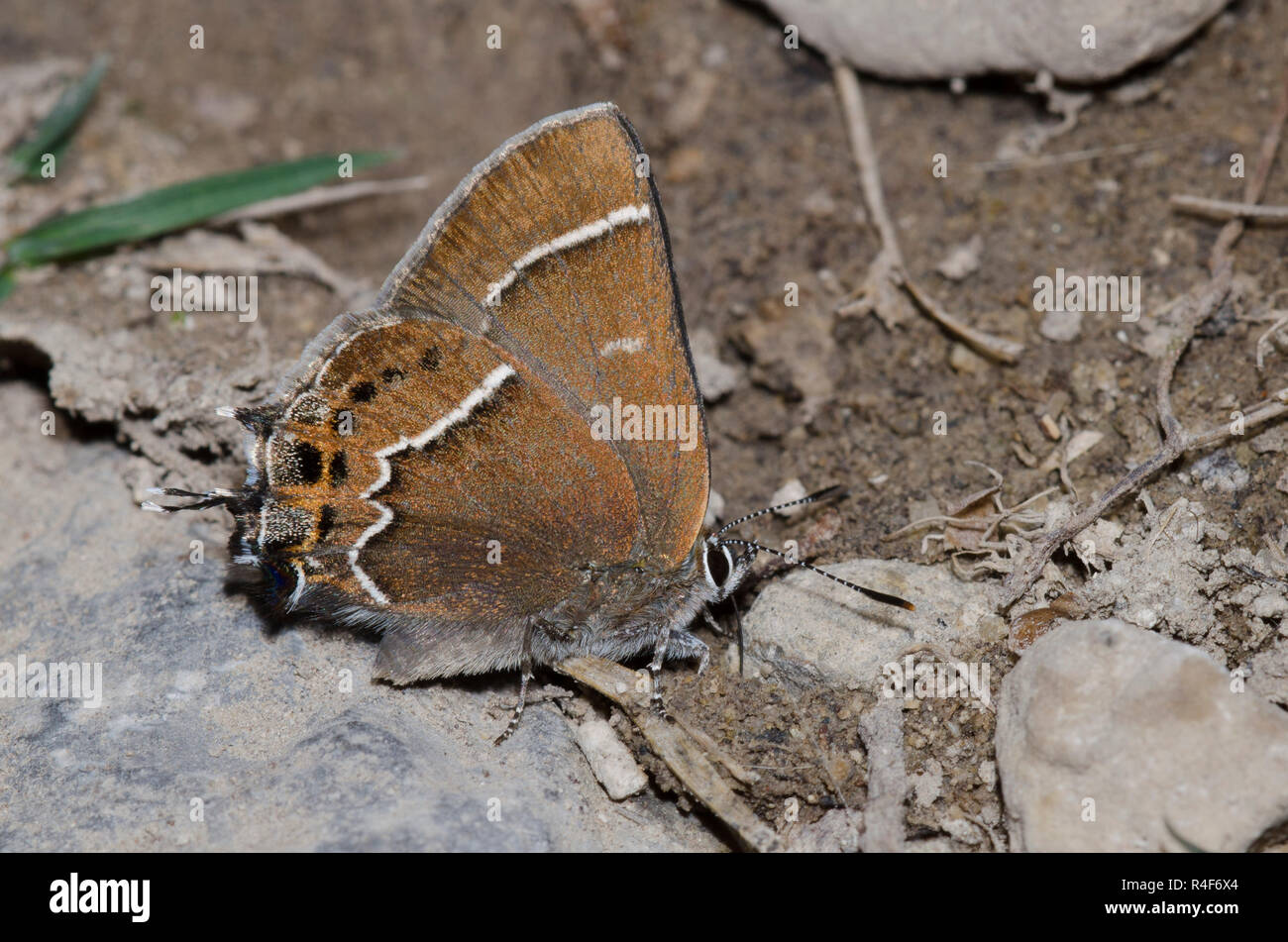 Thicket Hairstreak, Callophrys spinetorum, mud-puddling Stock Photo - Alamy