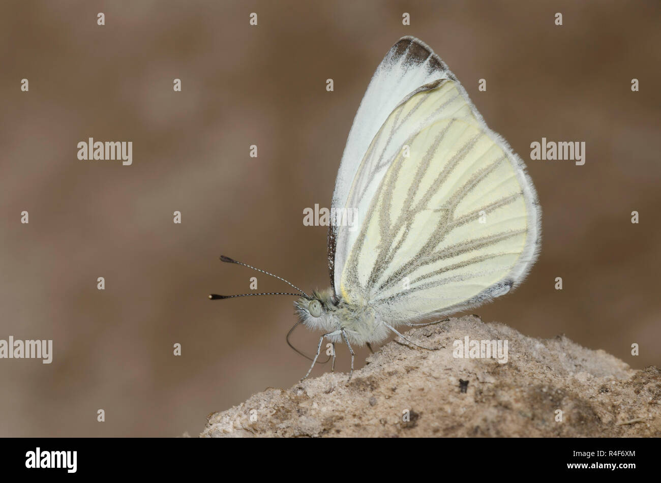 Margined white butterfly hi-res stock photography and images - Alamy