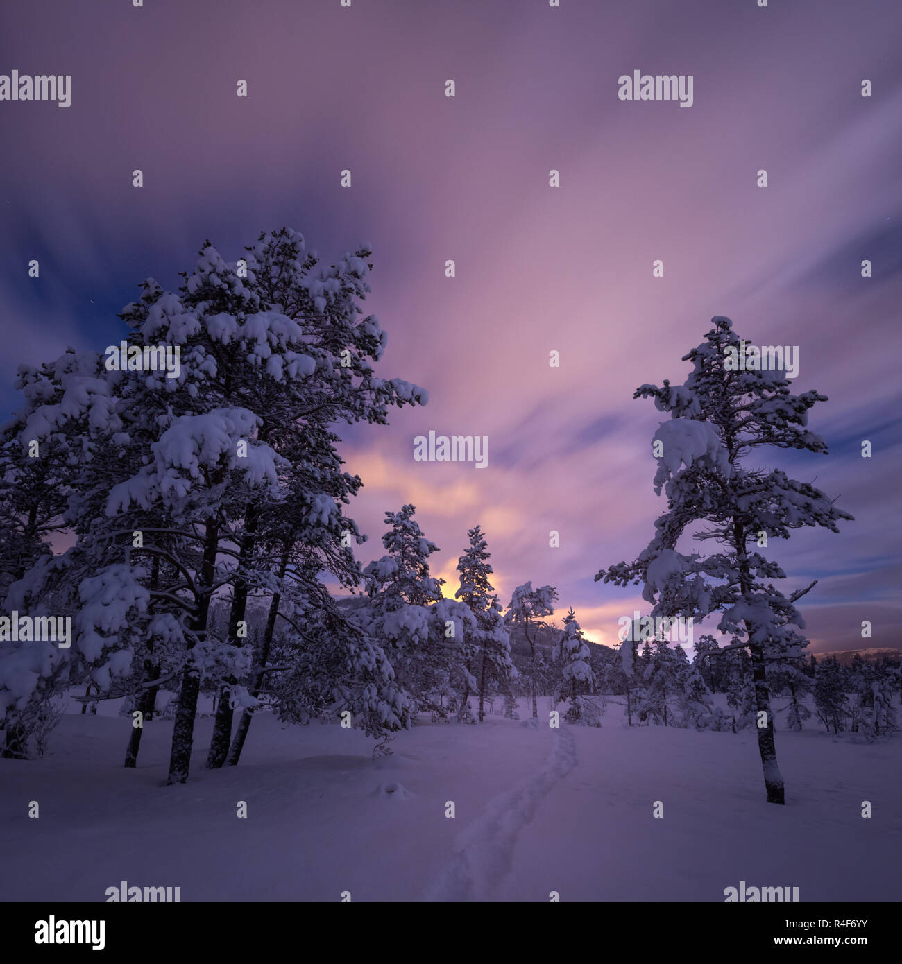 Night in the snowy forest. Norwegian wintertime. Amazing sky and full ...