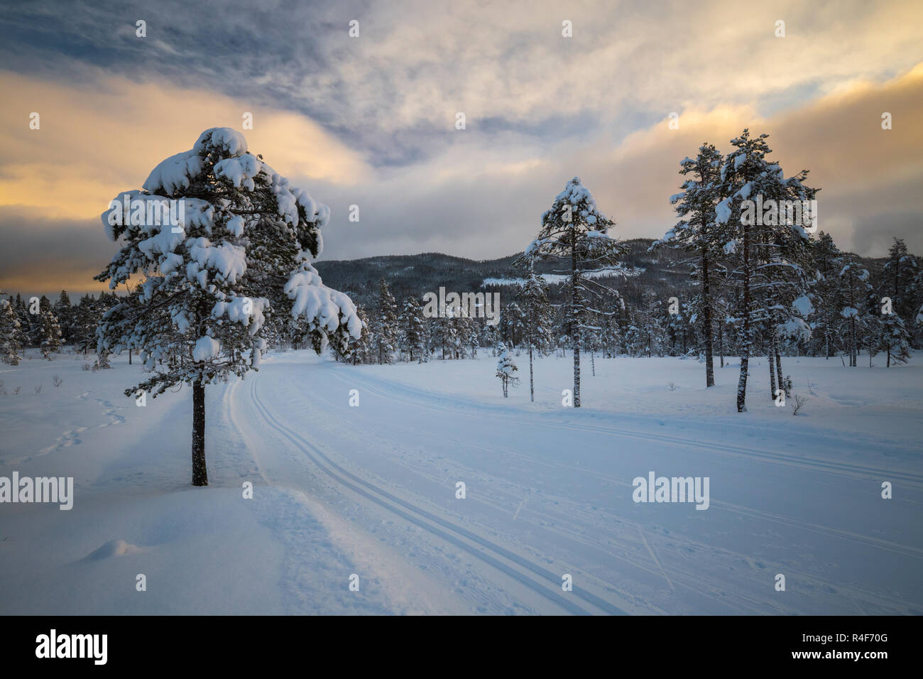 Deep fresh snow in norwegian forest. Boreal landscapes in winter ...