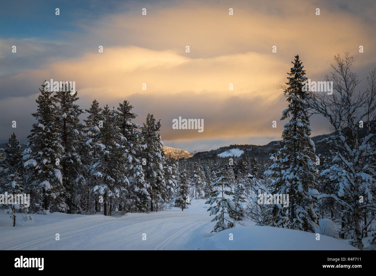 Deep fresh snow in norwegian forest. Boreal landscapes in winter ...