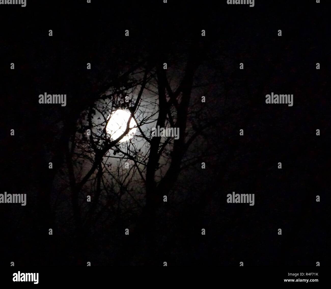 Moonlight through trees hi-res stock photography and images - Alamy