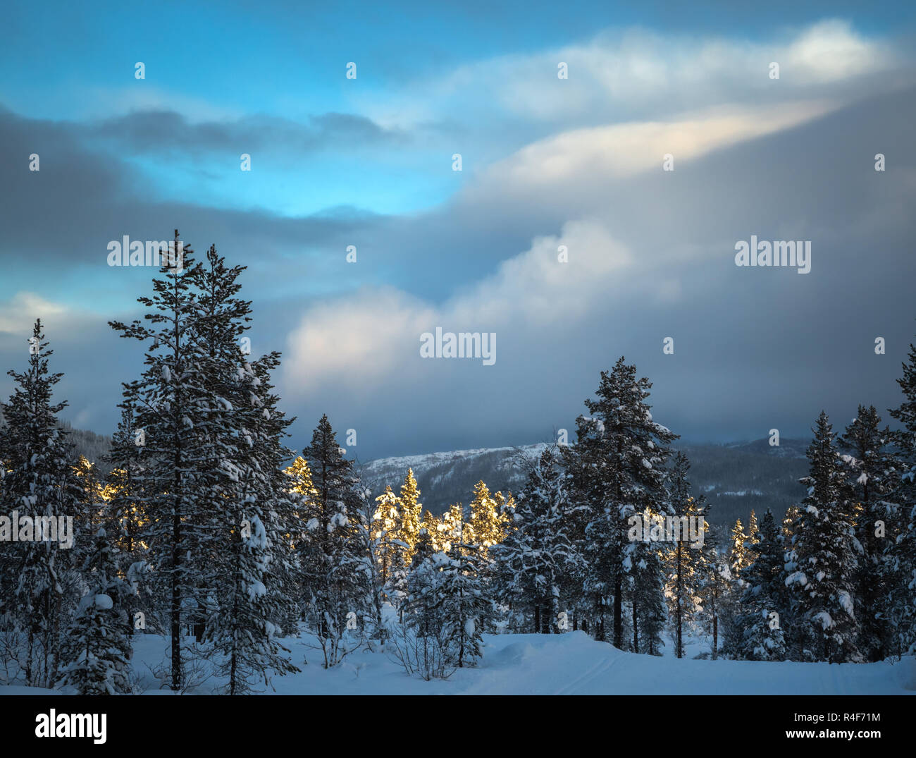 Deep fresh snow in norwegian forest. Boreal landscapes in winter ...