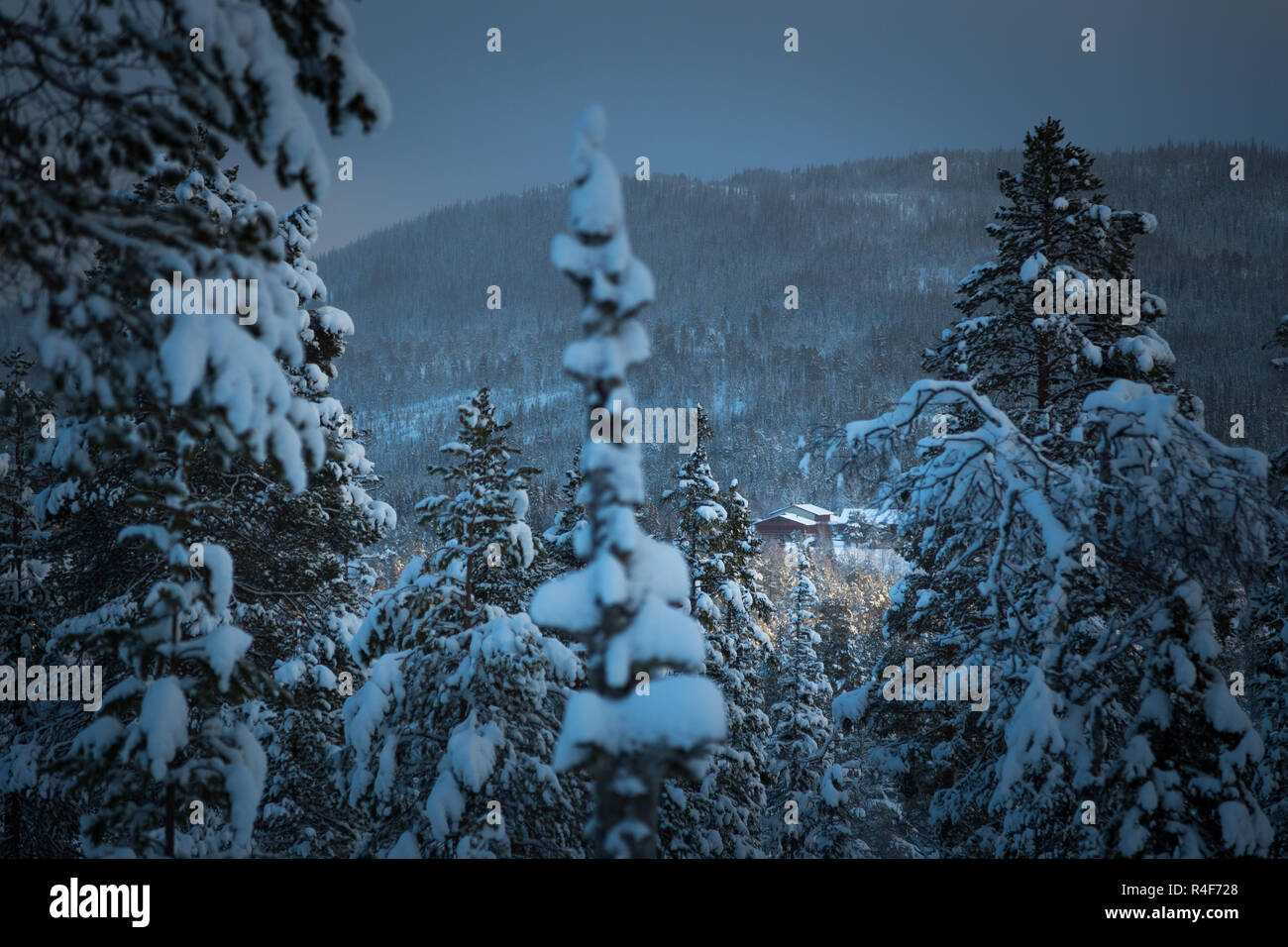 Deep fresh snow in norwegian forest. Boreal landscapes in winter ...