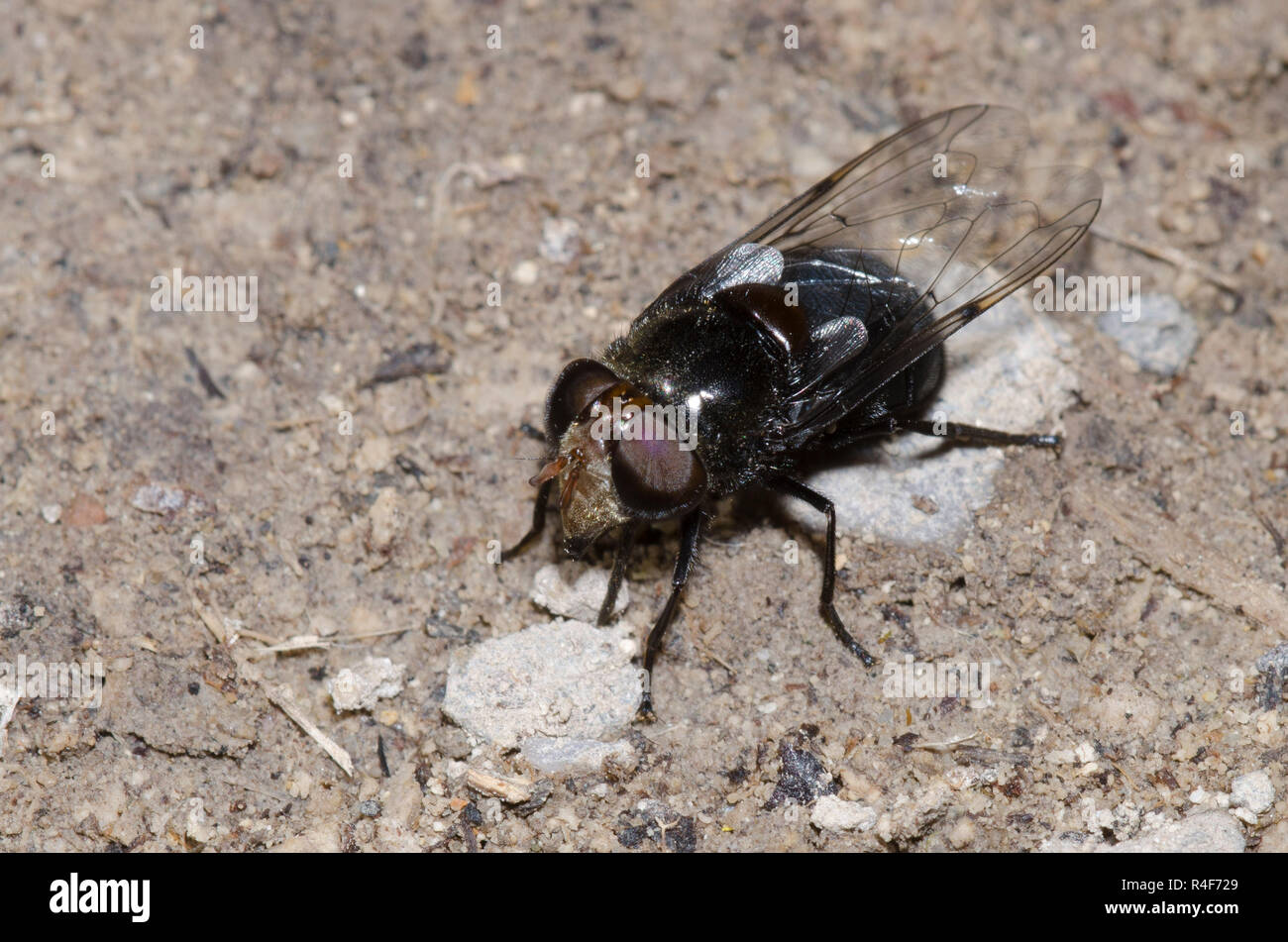 Copestylum sp hi-res stock photography and images - Alamy
