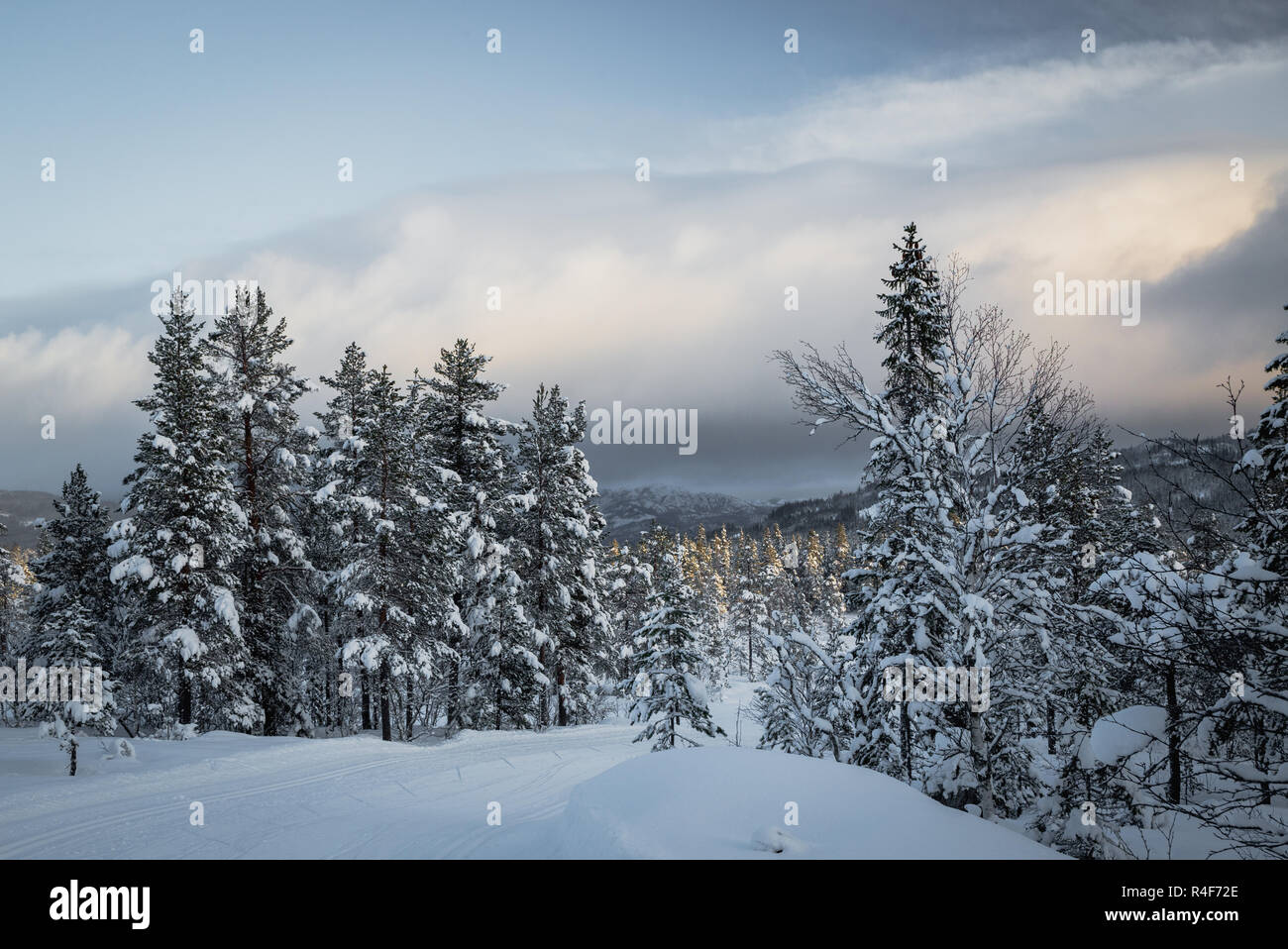 Deep fresh snow in norwegian forest. Boreal landscapes in winter ...