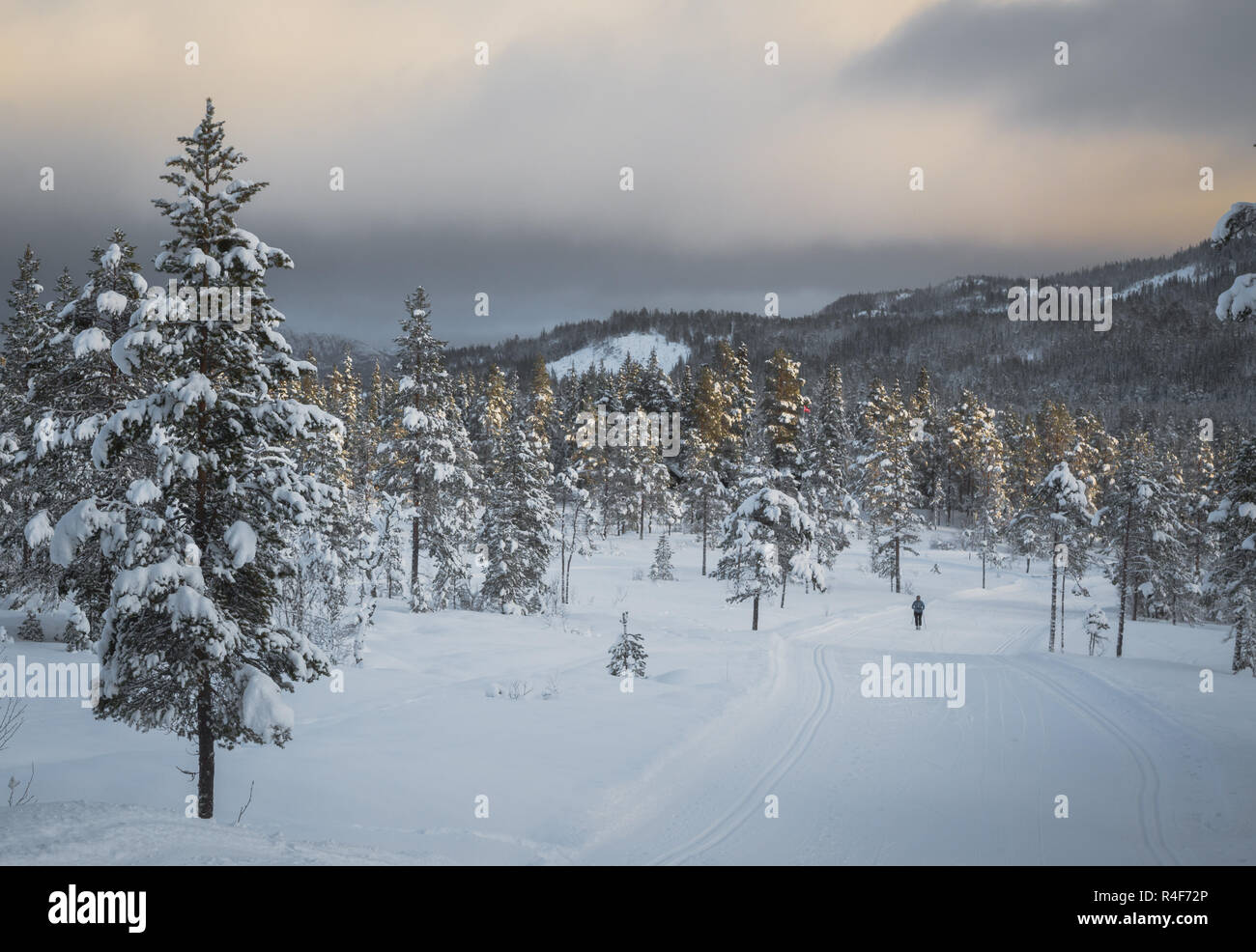Deep fresh snow in norwegian forest. Boreal landscapes in winter ...