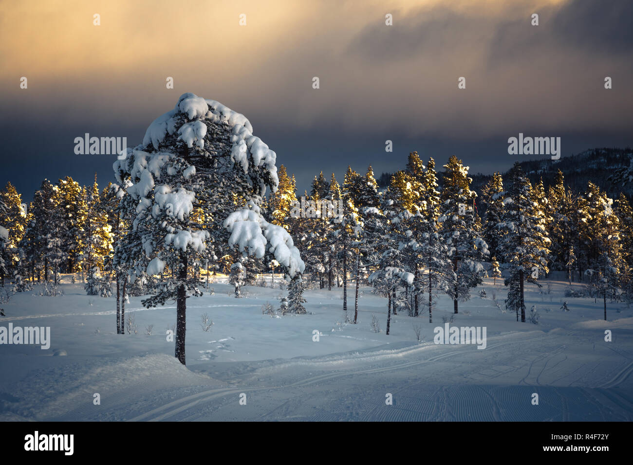 Deep fresh snow in norwegian forest. Boreal landscapes in winter ...