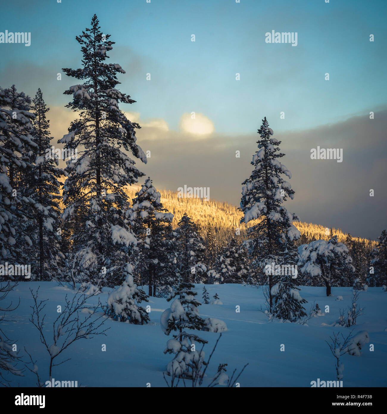 Deep fresh snow in norwegian forest. Boreal landscapes in winter ...
