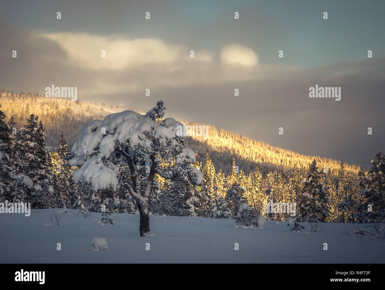 Deep fresh snow in norwegian forest. Boreal landscapes in winter ...