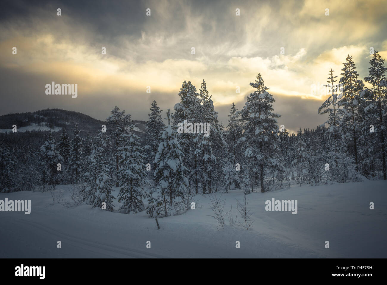 Deep fresh snow in norwegian forest. Boreal landscapes in winter ...