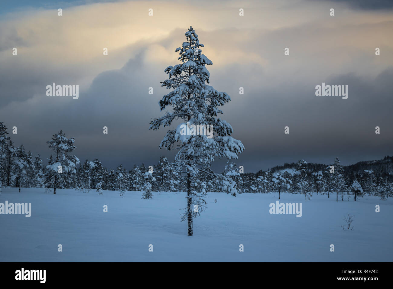 Deep fresh snow in norwegian forest. Boreal landscapes in winter ...