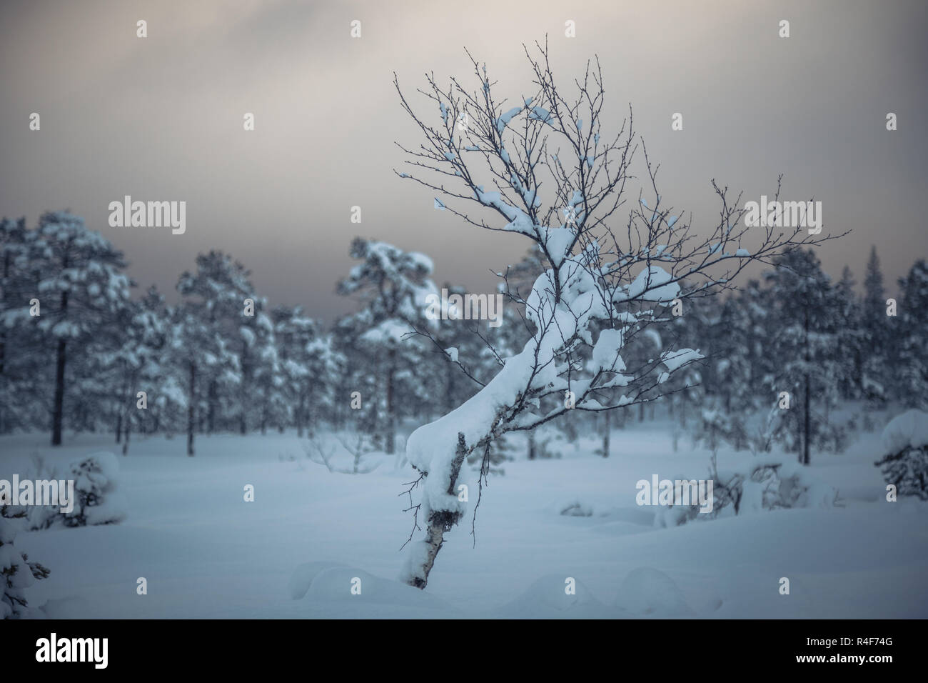 Deep fresh snow in norwegian forest. Boreal landscapes in winter ...
