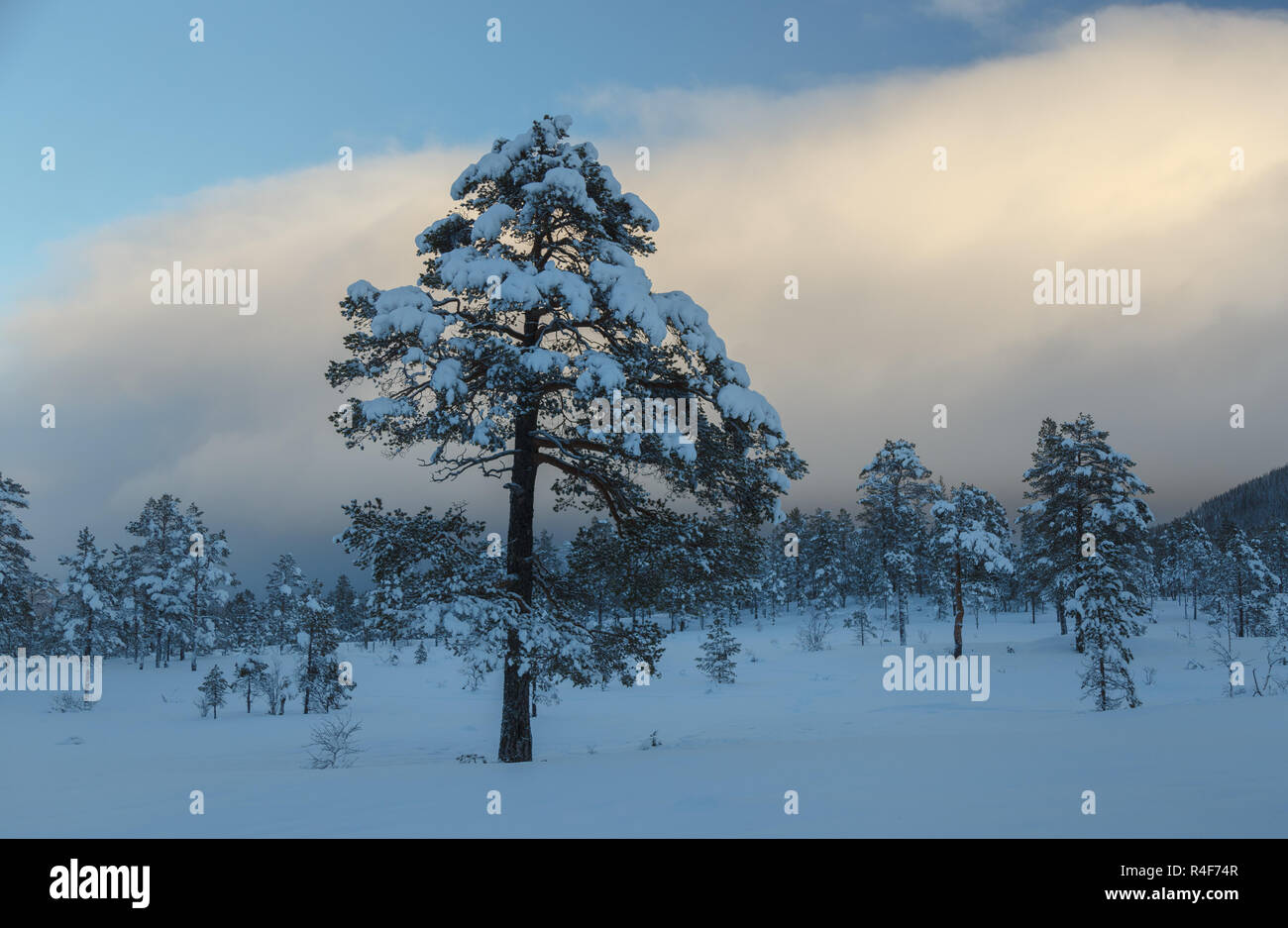 Deep fresh snow in norwegian forest. Boreal landscapes in winter ...