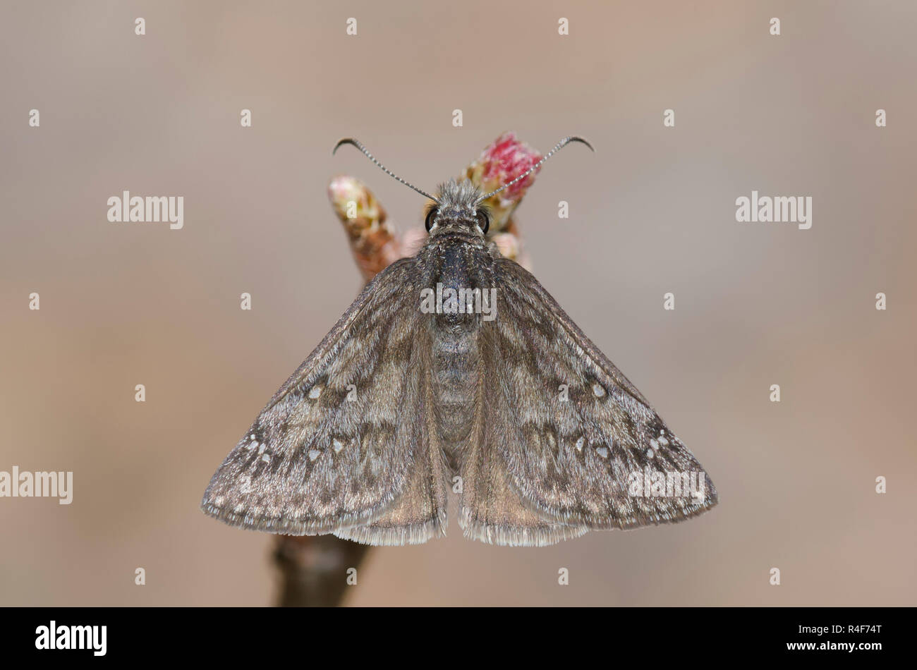 Rocky Mountain Duskywing, Gesta telemachus, male Stock Photo - Alamy