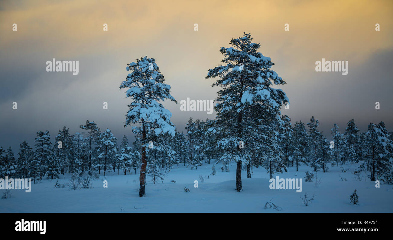 Deep fresh snow in norwegian forest. Boreal landscapes in winter ...