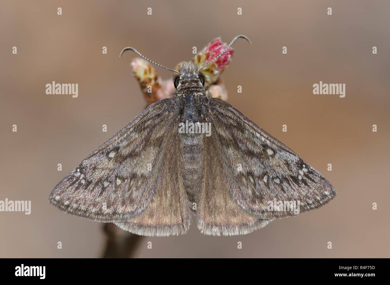 Rocky Mountain Duskywing, Gesta telemachus, male Stock Photo - Alamy