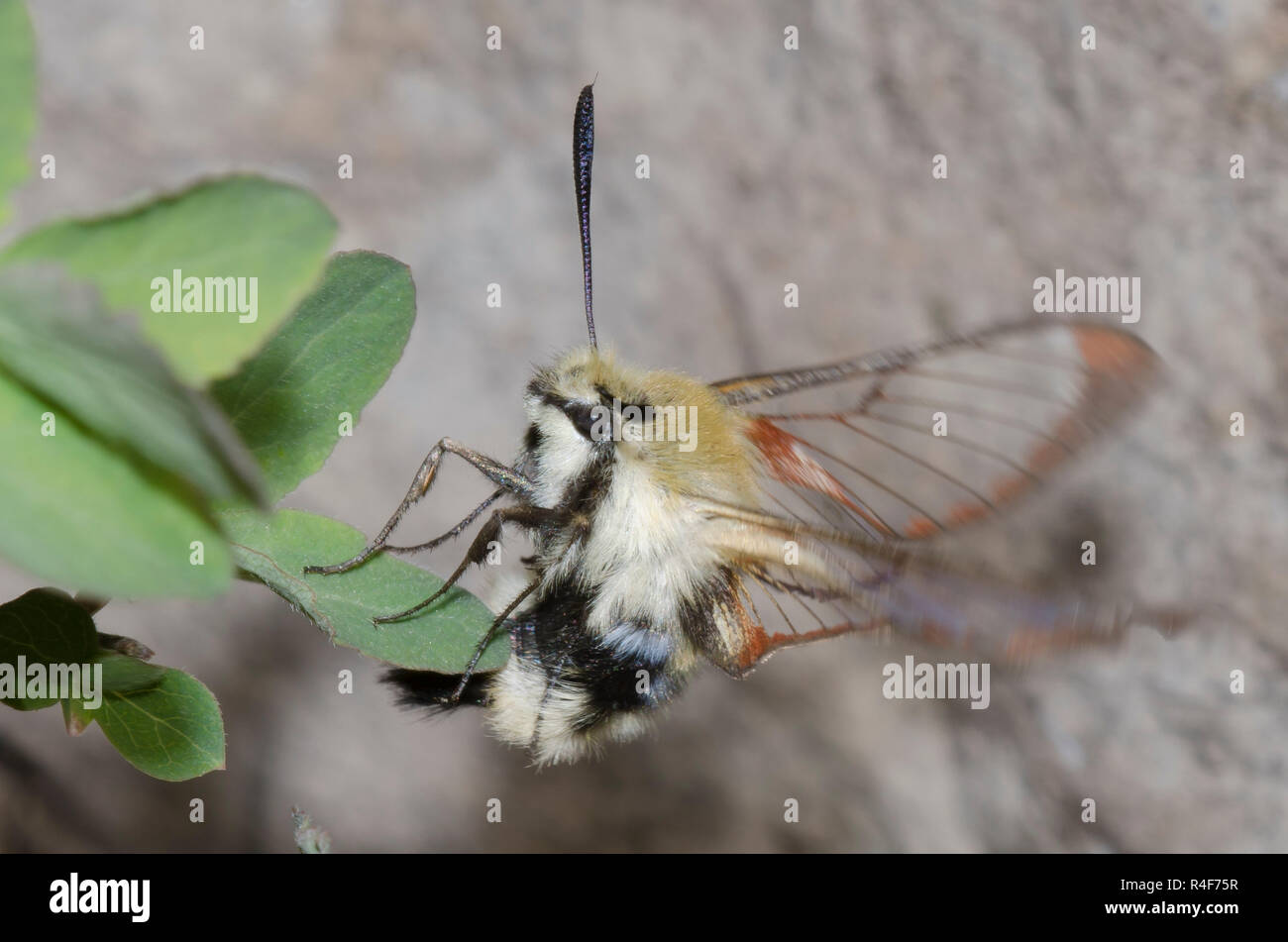 Clearwing Moth, Hemaris thetis, ovipositing while hovering in flight ...