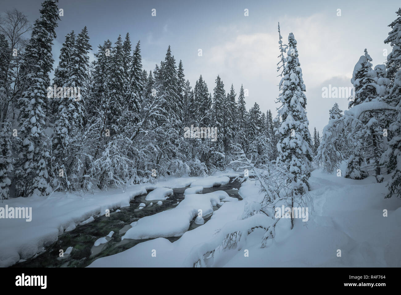 Deep fresh snow in norwegian forest. Boreal landscapes in winter ...
