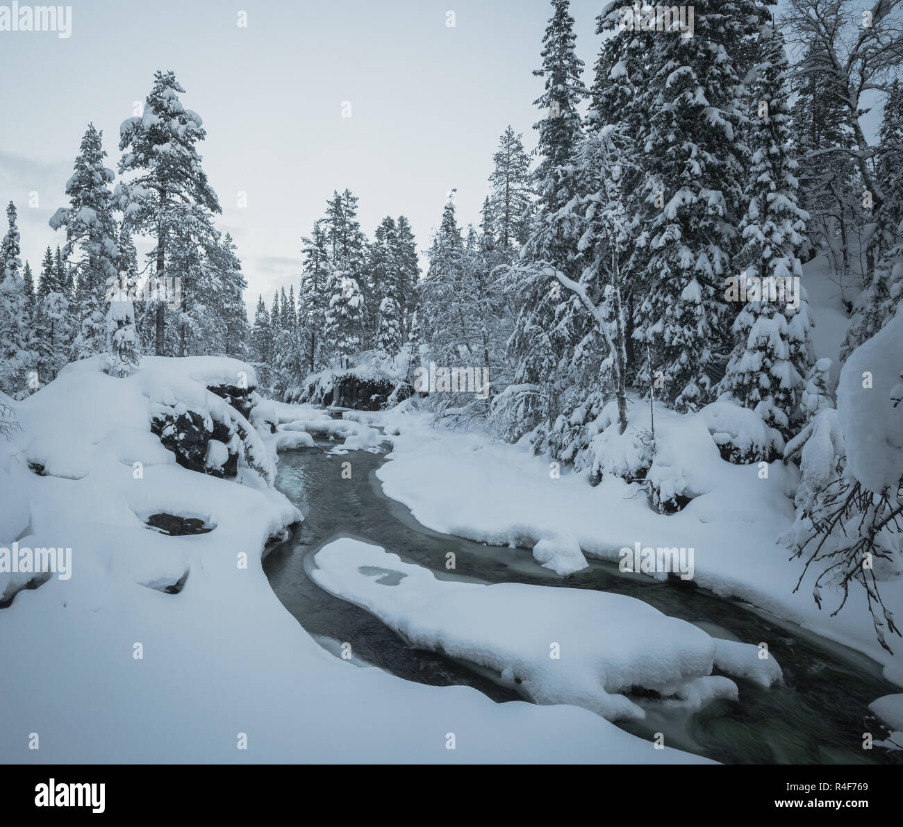 Deep fresh snow in norwegian forest. Boreal landscapes in winter ...
