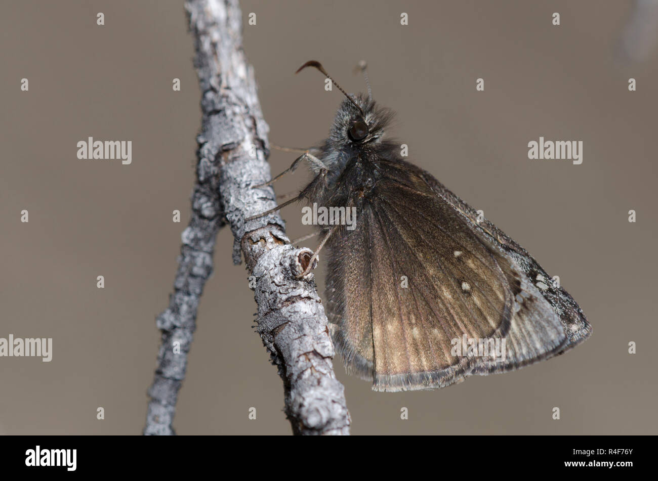 Rocky Mountain Duskywing, Gesta telemachus, male Stock Photo - Alamy
