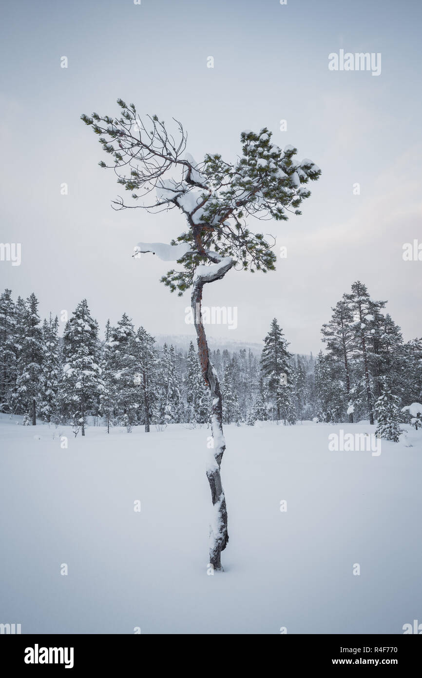 Deep fresh snow in norwegian forest. Boreal landscapes in winter ...