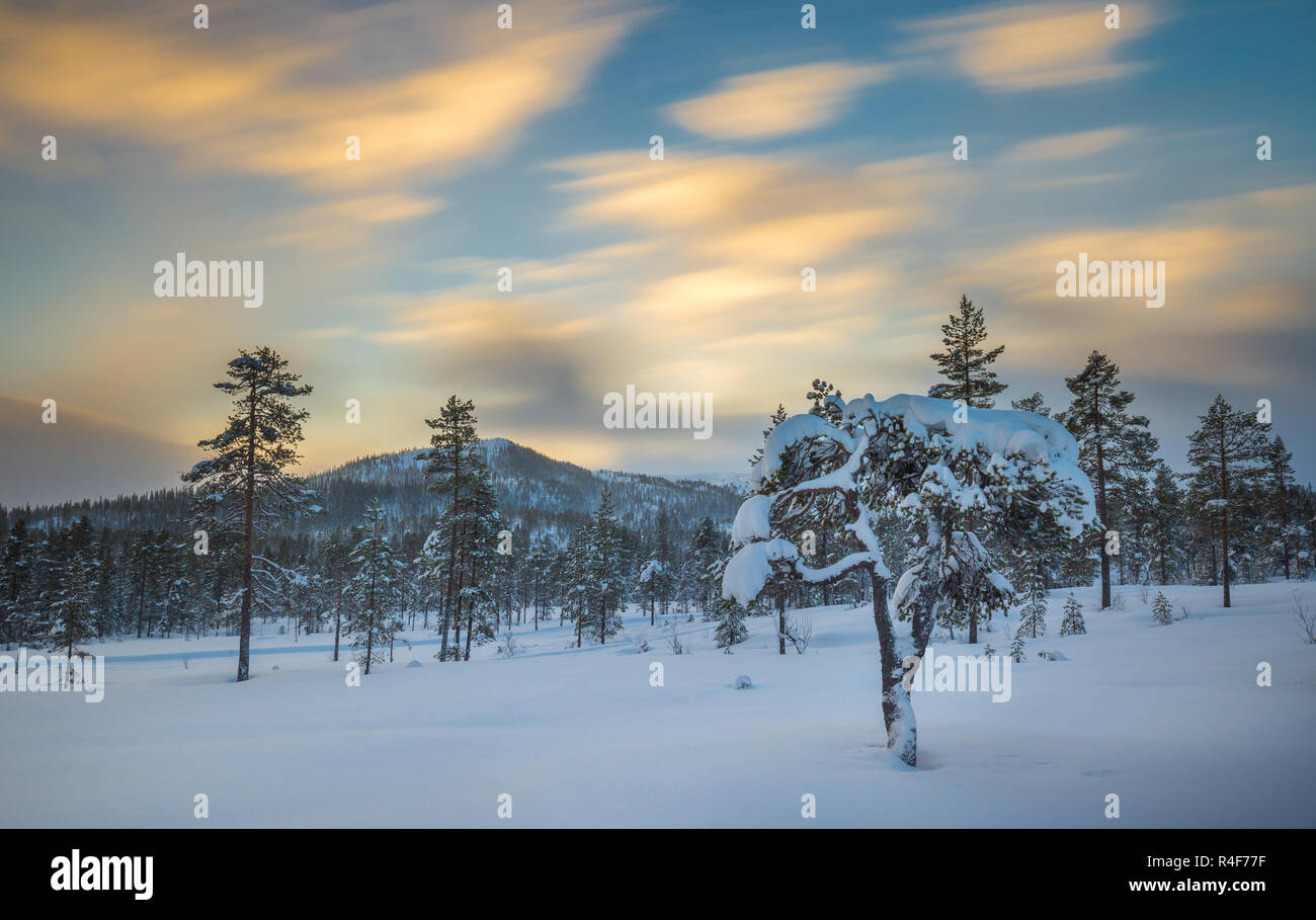 Deep fresh snow in norwegian forest. Boreal landscapes in winter ...