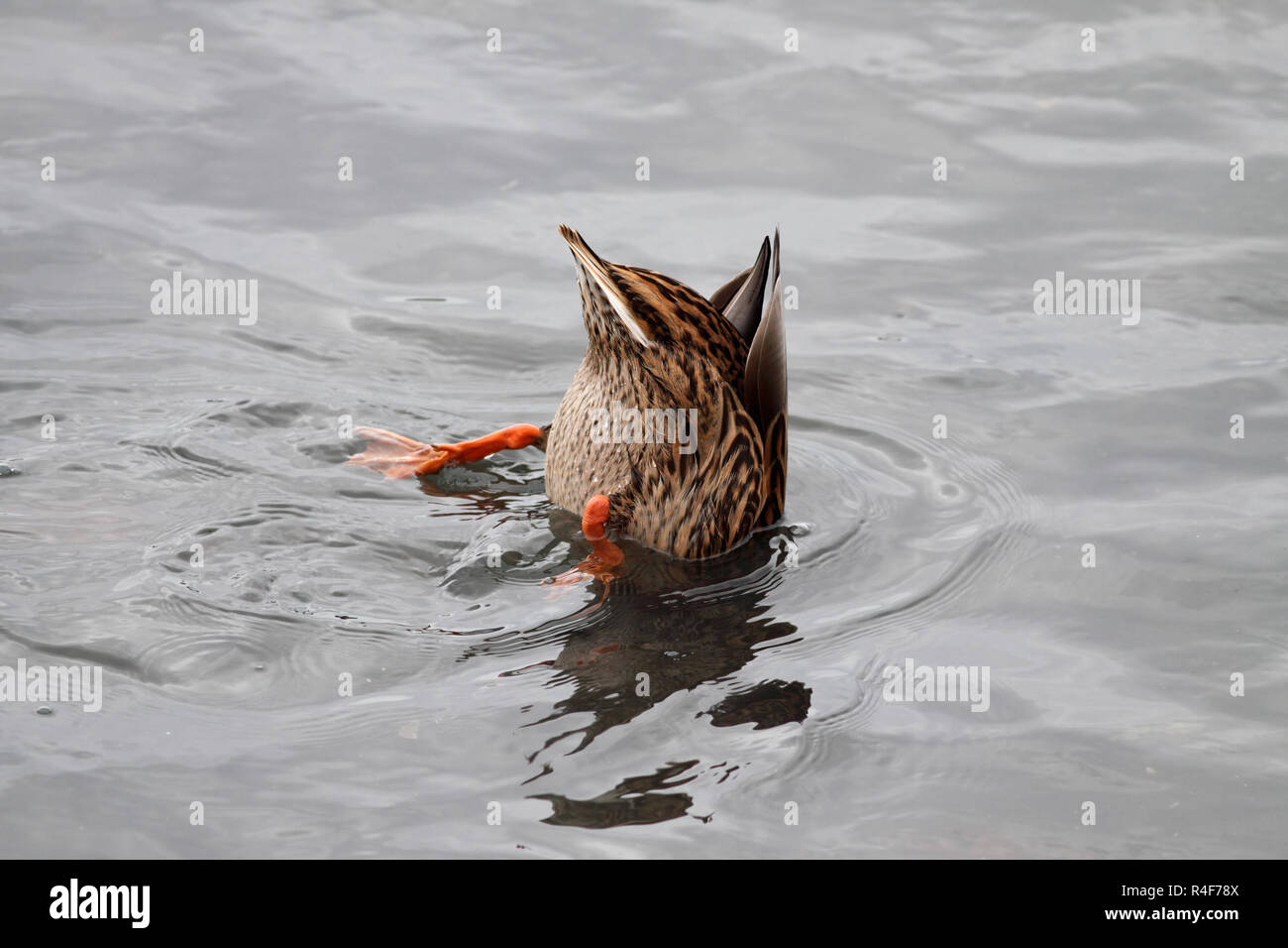 Detailed image of an upside down wild duck Stock Photo - Alamy